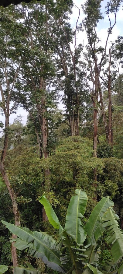 Tall and big tree stock image. Image of tall, calm, tree - 262712209