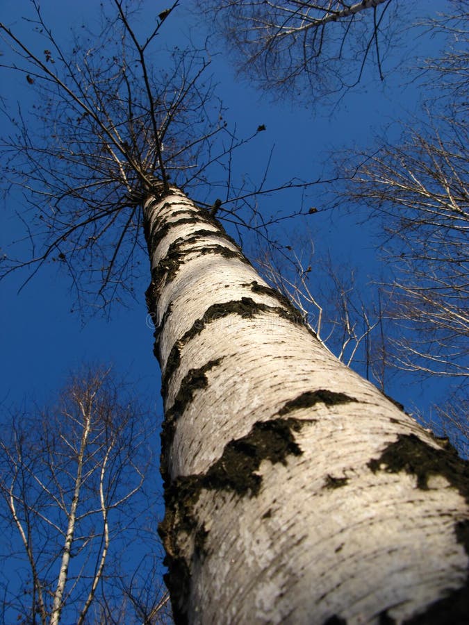 Tall birch tree stock image. Image of bare, betulaceae - 4249301