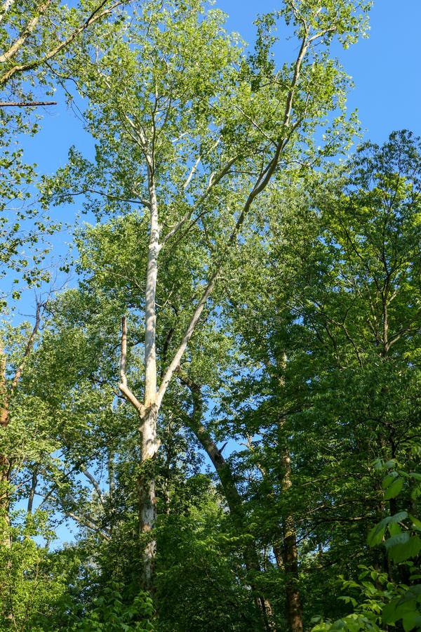 A Tall Birch Tree Against a Blue Sky Stock Image - Image of leaves ...