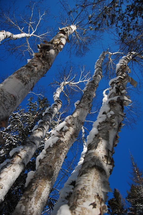 Tall Birch Trees stock photo. Image of pine, vegetation - 12850306