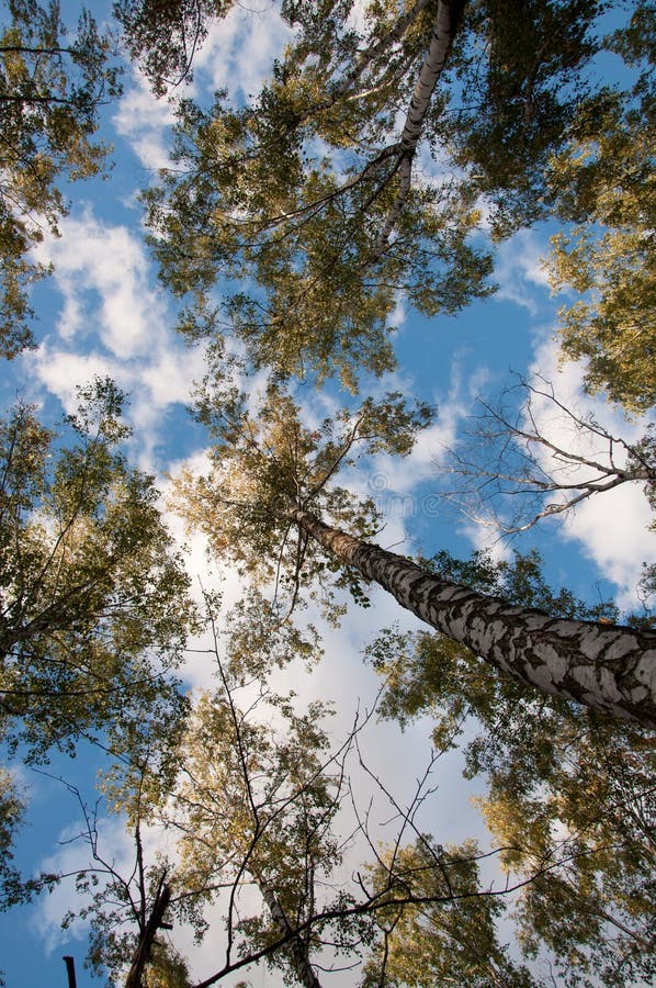 Tall Birch Trees stock photo. Image of pine, vegetation - 12850306