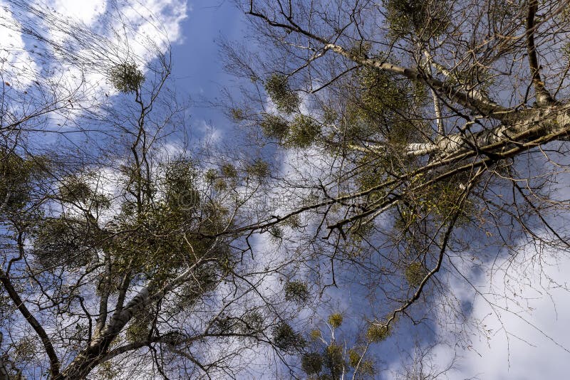 Tall Birch Trees in Early Spring without Foliage Stock Photo - Image of ...