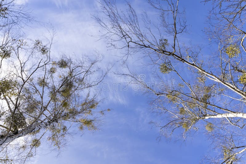 Tall Birch Trees in Early Spring without Foliage Stock Photo - Image of ...