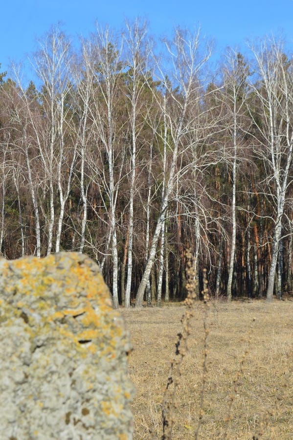 Denser Grouping Stock Photos - Free & Royalty-Free Stock Photos from ...