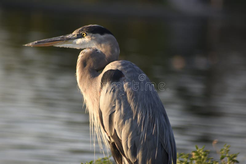 Tall bird standing stock photo. Image of bird, grey, avian - 79560230