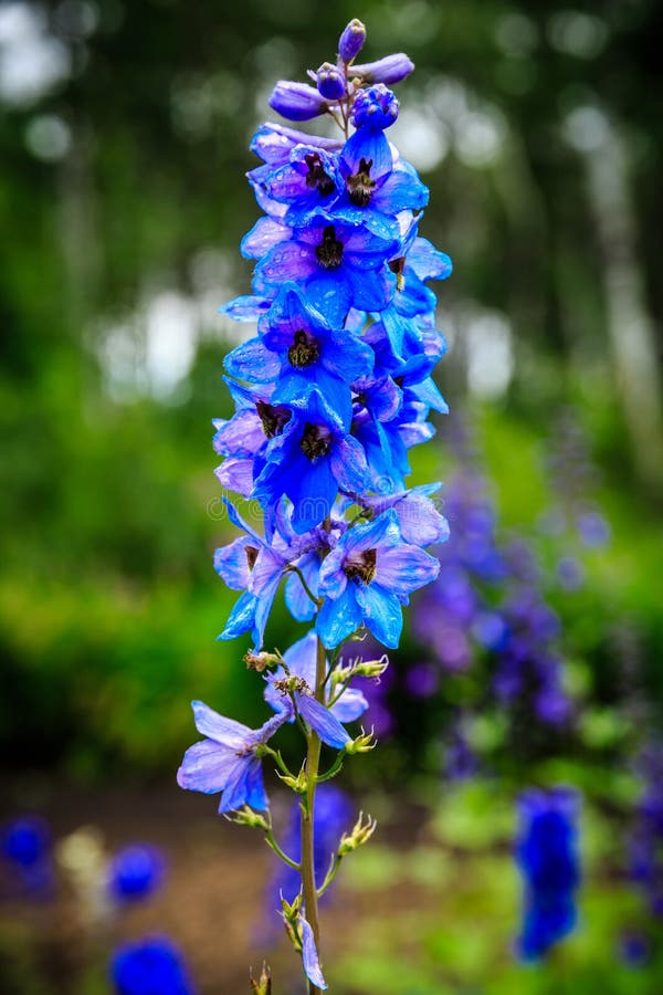 A Tall Blue Flower with a Few Other Flowers in the Background Stock ...