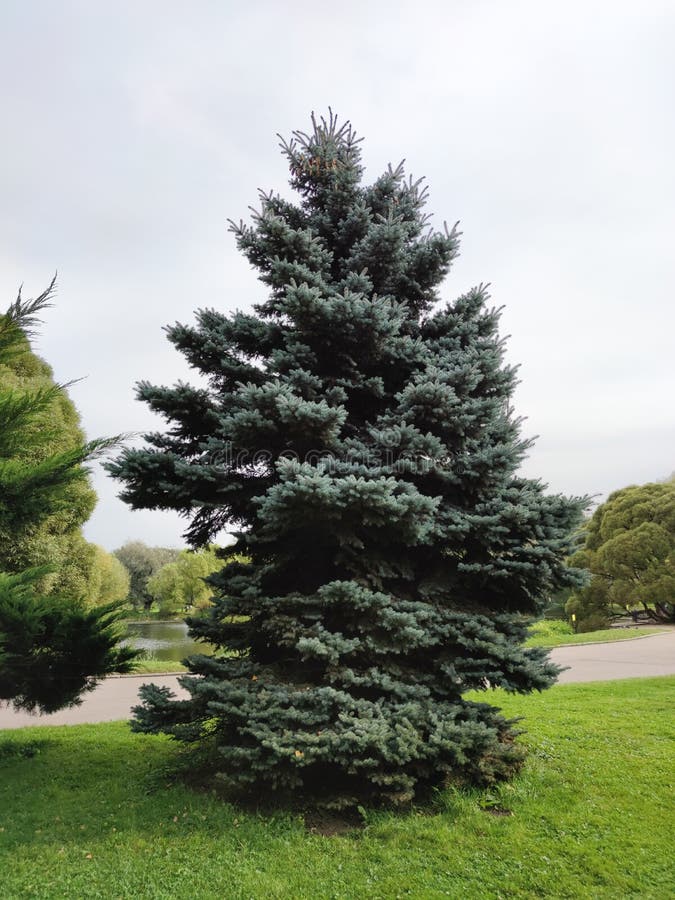 A Tall Blue Spruce Grows in the Park . Stock Image - Image of landscape ...