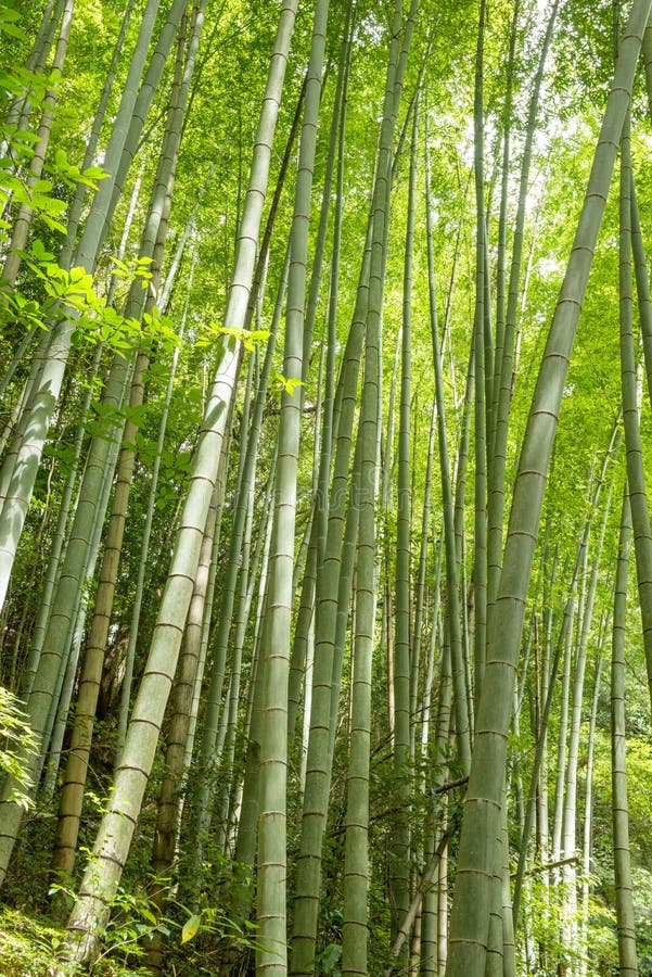 The Tall Bamboo Trees Of Kamakura - A Wonderful Place Stock Image ...