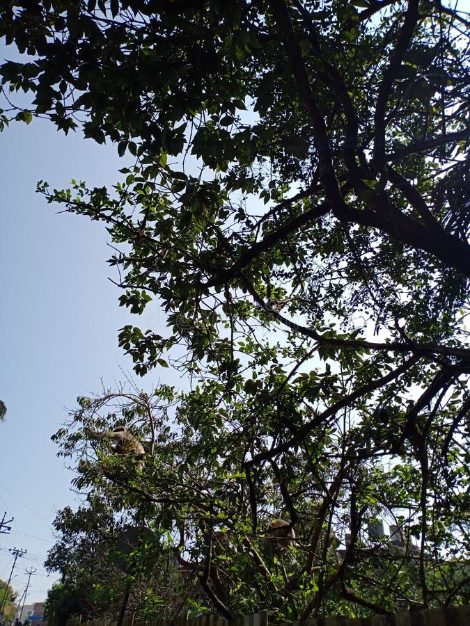 Tall Broad Trees that Cover the Sunlight Stock Photo - Image of broad ...