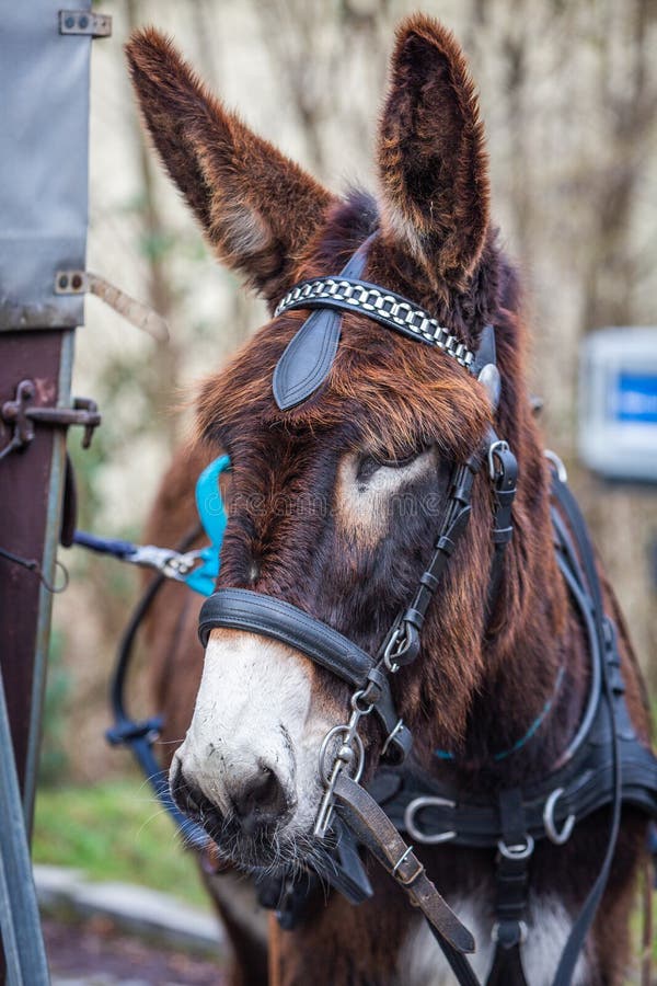 Zaumzeug Stock Photos - Free & Royalty-Free Stock Photos from Dreamstime