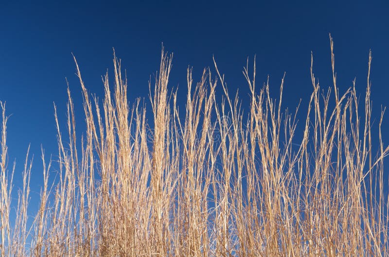Tall Brown Grass in Front of a Blue Sky Stock Image - Image of country ...