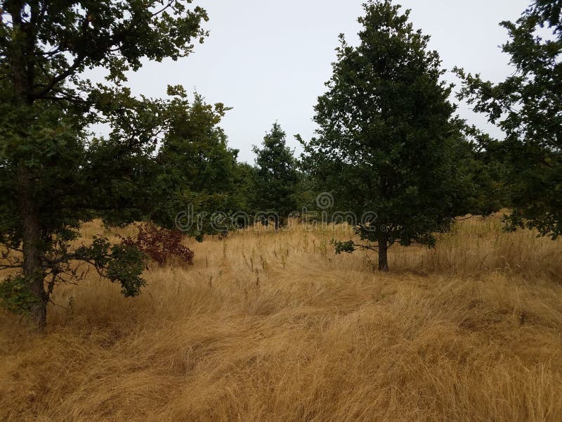 Tall Brown Grass with Trees with Green Leaves Stock Photo - Image of ...