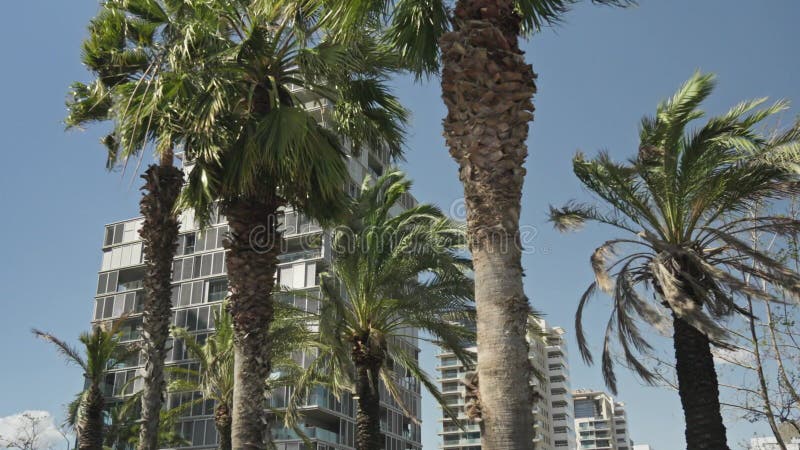 A Modern Skyscraper Framed by Lush Palm Trees Stock Footage - Video of ...