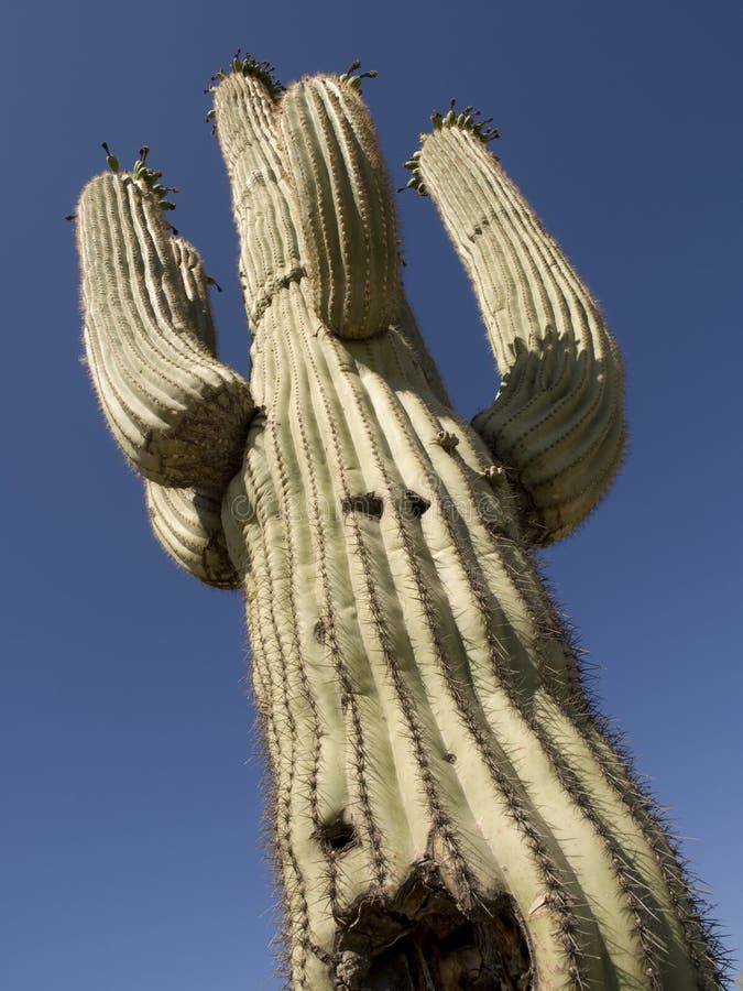 Tall Cactus stock image. Image of tall, tucson, vista - 12353389