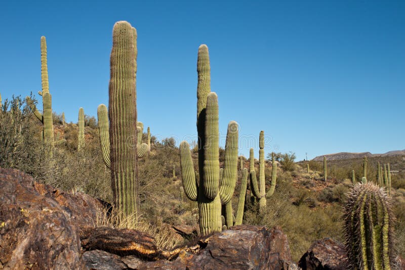 Tall Cactus stock photo. Image of iconic, vegetaion, arizona - 18480590