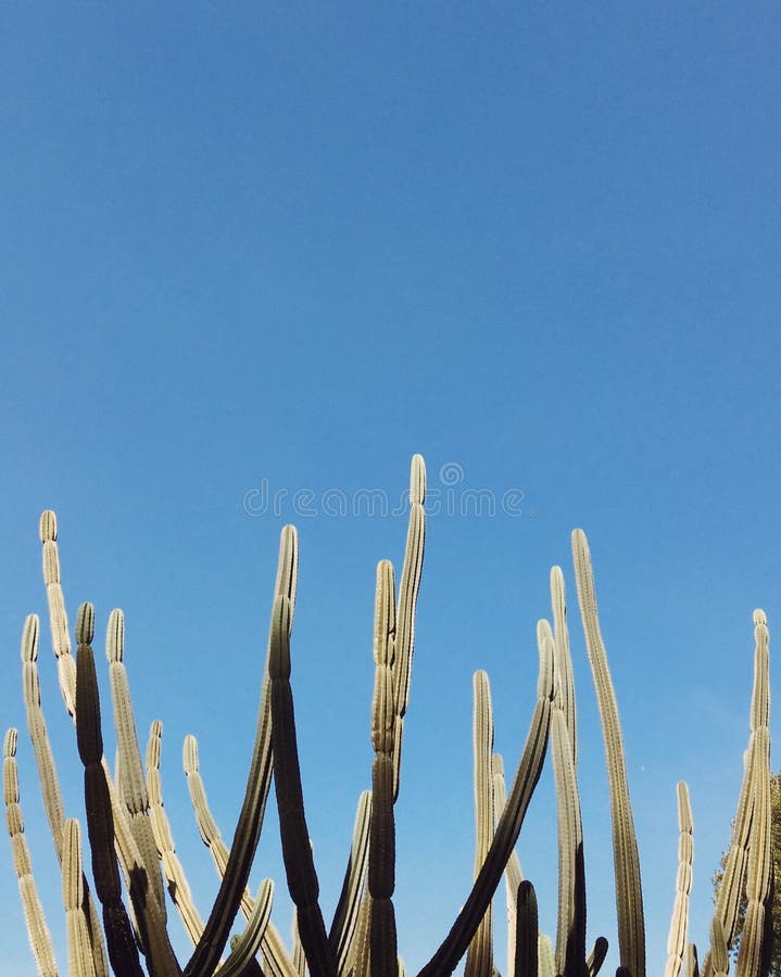 Tall Cactus in the Blue Skies Stock Image - Image of tall, blue: 261784953