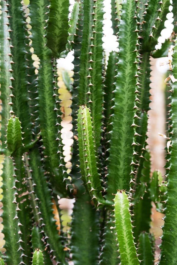 Tall Cactus. Group of Big Cacti Plant Stock Image - Image of group ...