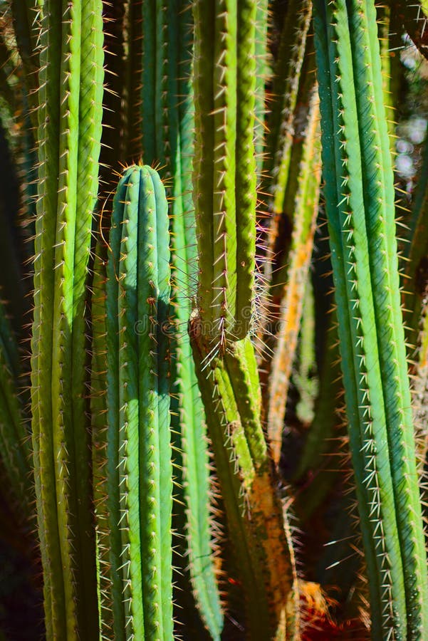 Tall Cactus with Large Spines Stock Photo - Image of tropical, closeup ...