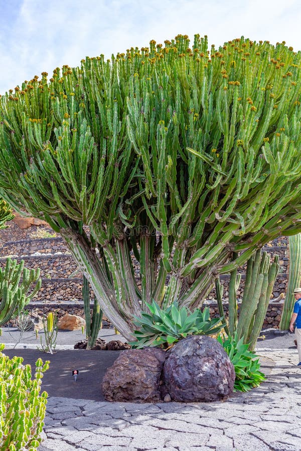 Tall Cactus. Cactus Tree in the Park. Stone Hill Stock Photo - Image of ...