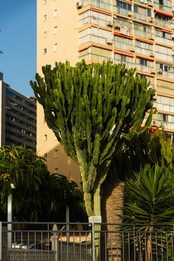 Tall Cactus Tree in Urban Environment Stock Image - Image of spines ...