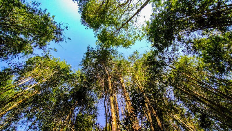 Tall Cajuput Tree Viewed from the Bottom Stock Image - Image of source ...