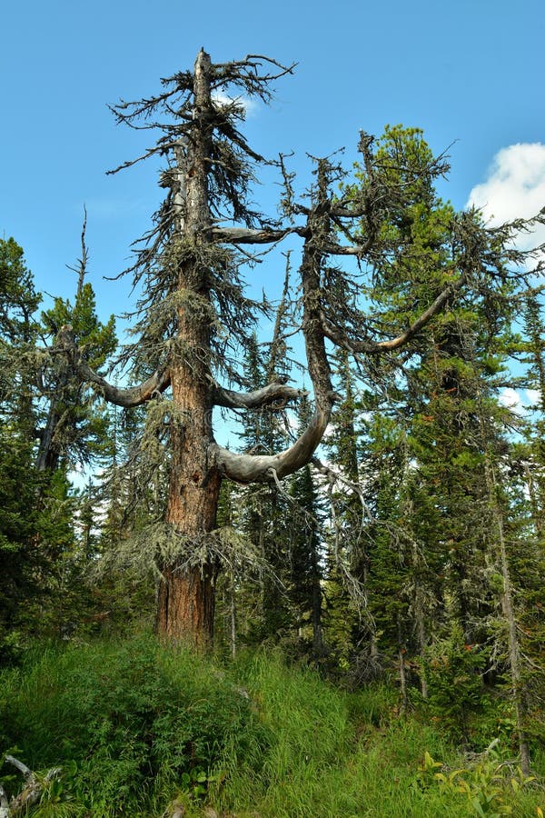 Tall Cedar with Bizarre Curved Branches in the Mountain Taiga on a ...