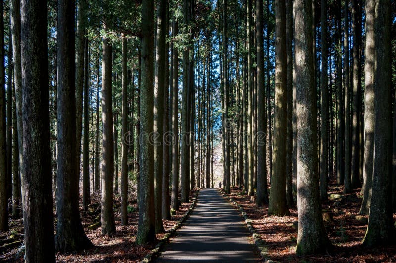 Tall Cedar Trees in Dense Forest with Dappled Light Stock Image - Image ...