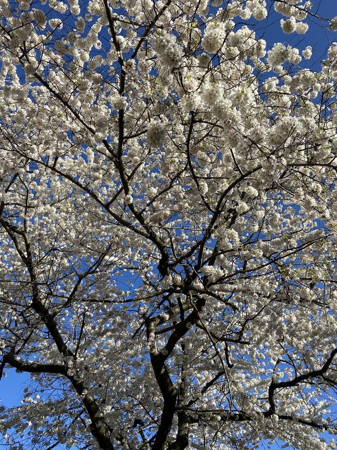 Tall Cherry Blossom Tree in Late March Stock Photo - Image of cherry ...