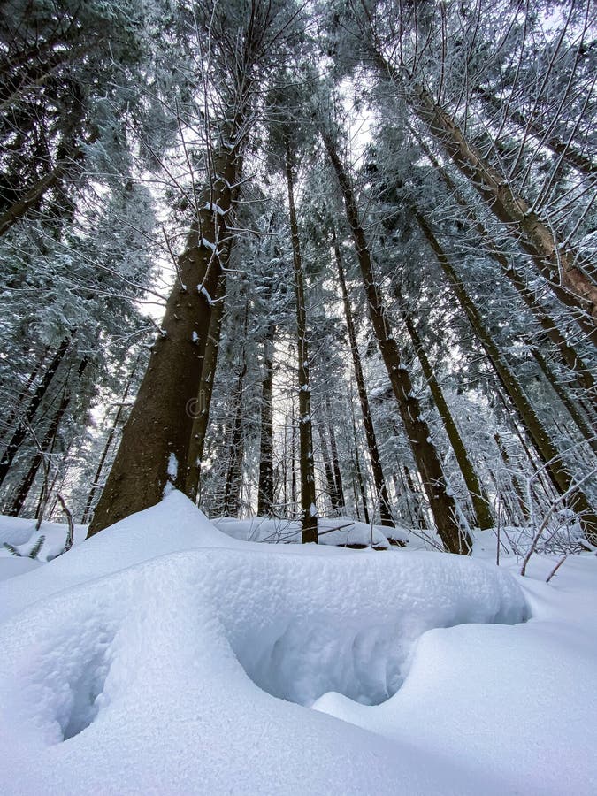 Tall Christmas Trees in a Snowy Winter Forest Stock Image - Image of ...