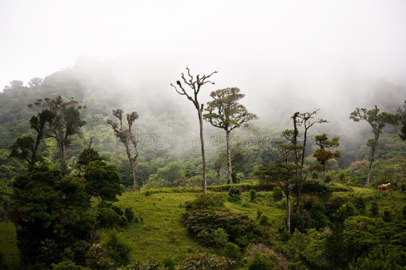 Tall cloud forest trees stock photo. Image of field, elena - 16058634