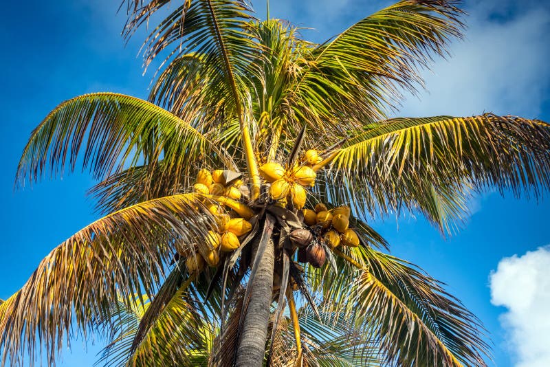 Tall Coconut Palm Tree with Coco Nut Fruit Stock Photo - Image of ...