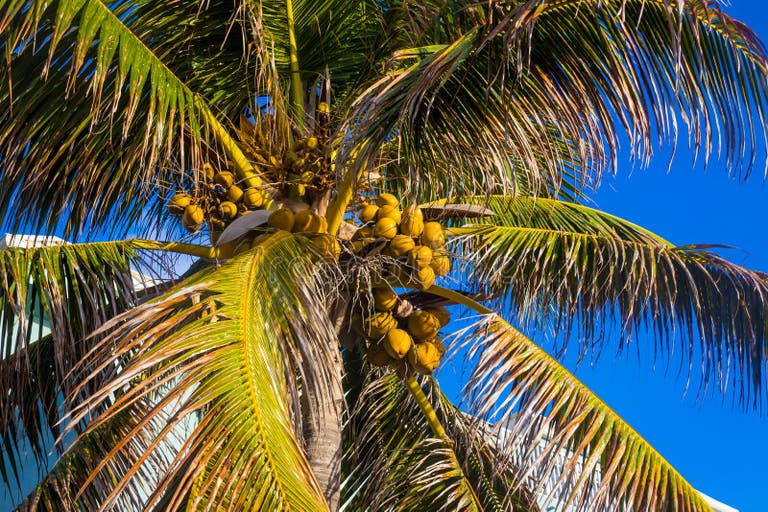 Tall Coconut Palm Tree with Coco Nut Fruit Stock Photo - Image of ripe ...