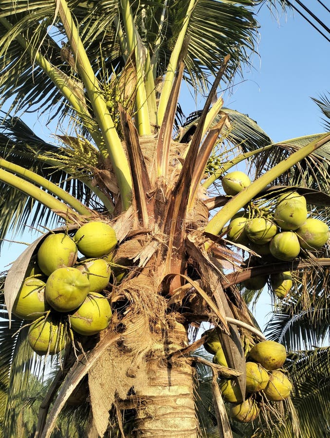 Tall Coconut Palm Tree with a Sturdy Trunk and Green Coconuts Clustered ...