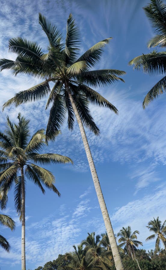 Tall Coconut Palm Trees Under a Bright Blue Sky with Soft Clouds ...