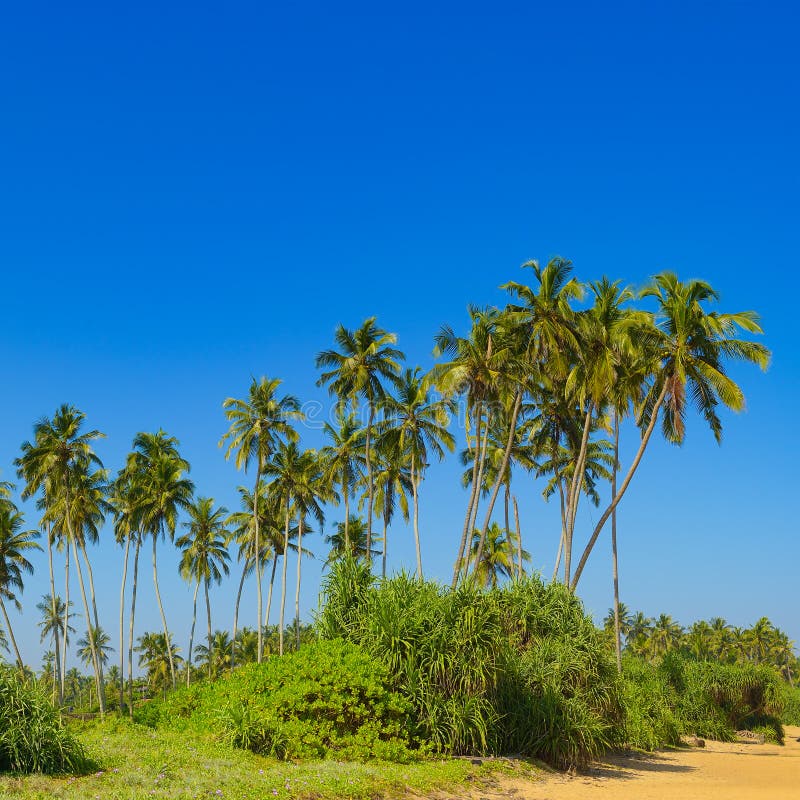 Tall Coconut Trees at Waterside of Blue Ocean Stock Photo - Image of ...