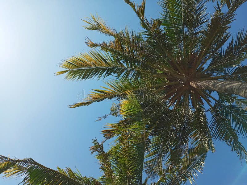 Tall Coconut Tree with Its Branch and Leaves with Blue Sky Background ...