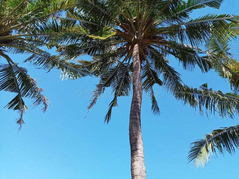 Tall Coconut Tree with Its Branch and Leaves with Blue Sky Background ...