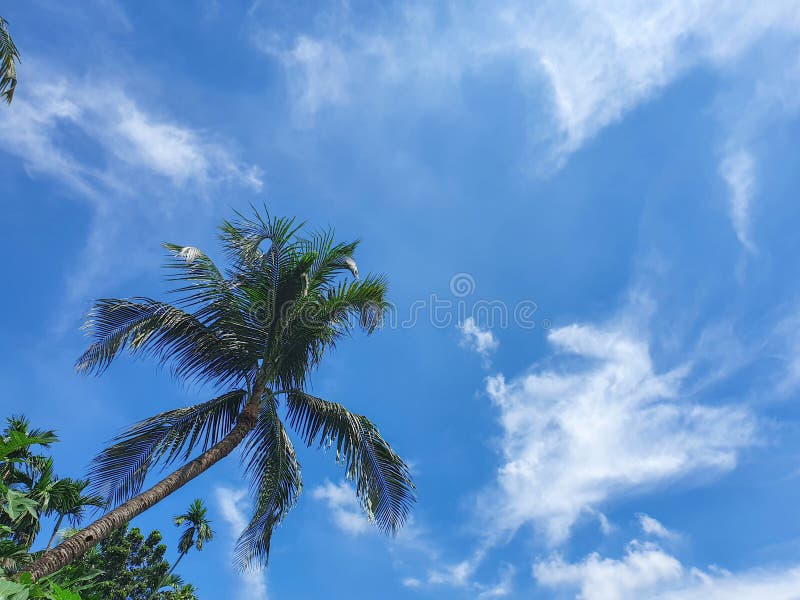 Tall Coconut Tree with Lush Leaves Against a Blue Sky with Soft Clouds ...