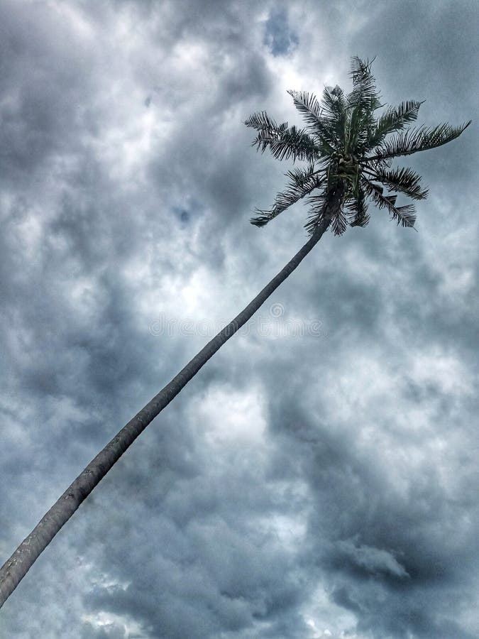 Tall Coconut Tree Reaching the Cloudy Sky Stock Photo - Image of dark ...