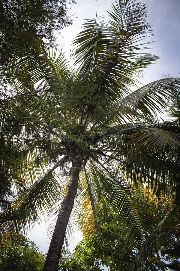 A Tall Coconut Tree that is Next To Some Trees in a Park Stock Photo ...