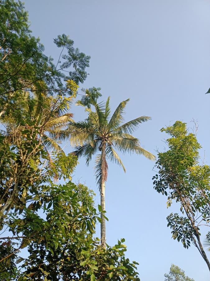 Tall Coconut Trees at Waterside of Blue Ocean Stock Photo - Image of ...