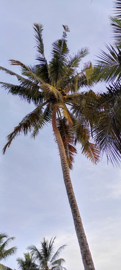 Tall coconut tree stock image. Image of towering, stalk - 263564639