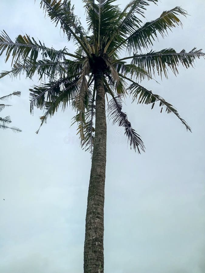 Tall Coconut Tree Unkempt, in a Rice Field Stock Photo - Image of tree ...