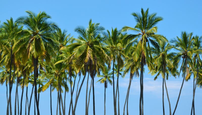 Tall Coconut Trees at Waterside of Blue Ocean Stock Photo - Image of ...