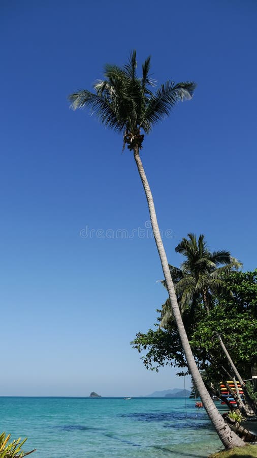 Tall Coconut Trees on the Beach Area with Clear Sky in the Background ...