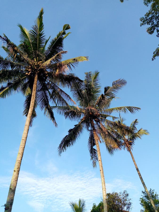 Tall Coconut Trees with Beautiful Views, Blue Sky and White Clouds ...