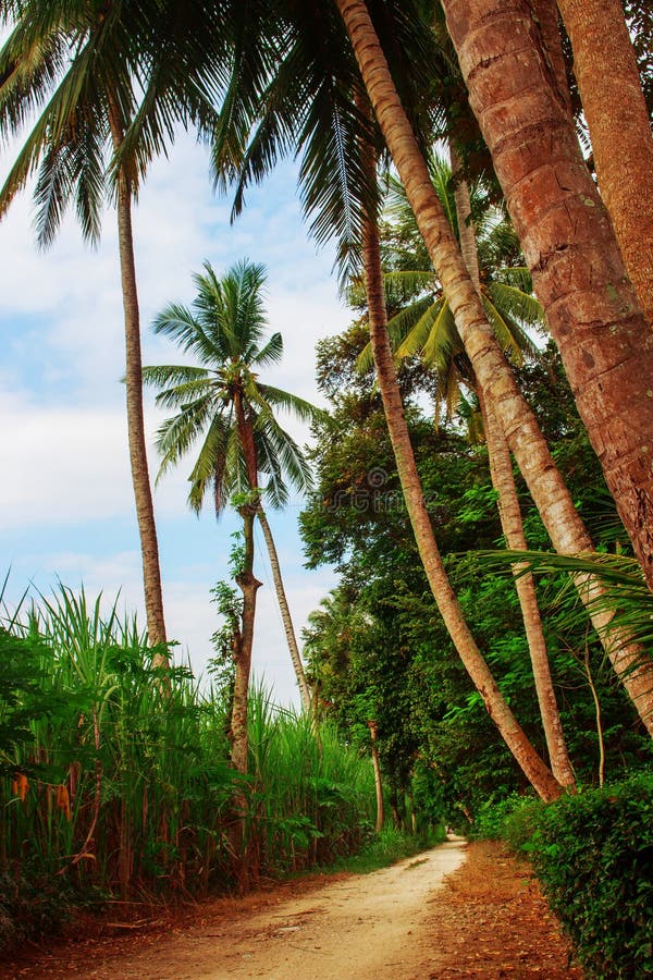 Tall Coconut Trees stock image. Image of sunlight, leaf - 152448005