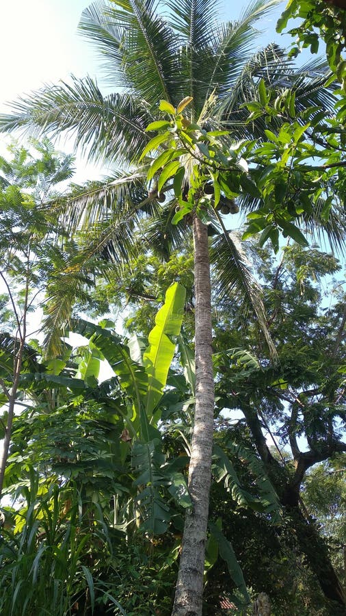 Tall Coconut Trees are Towering and Ready To Be Harvested Stock Photo ...