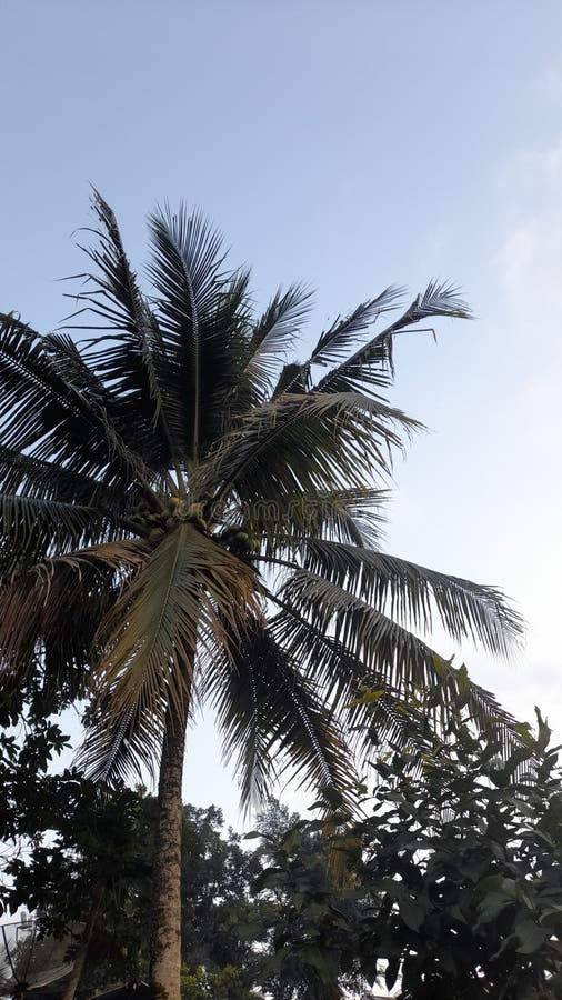 Tall Coconut Trees and Very Dense Fruit, and Very Large Fruit. Stock ...