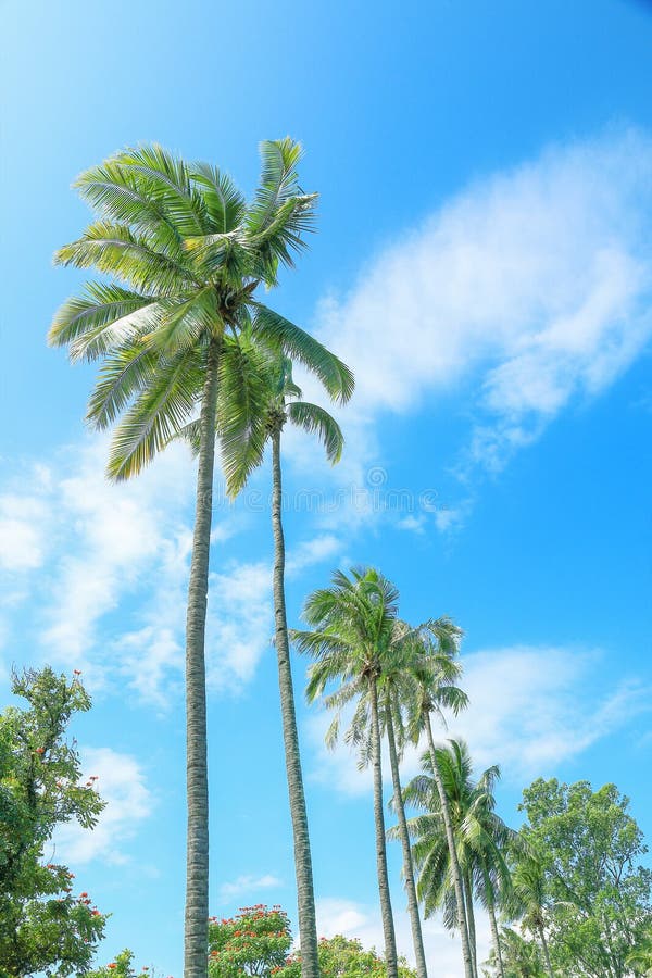 Tall coconut trees stock photo. Image of coconut, white - 55801766
